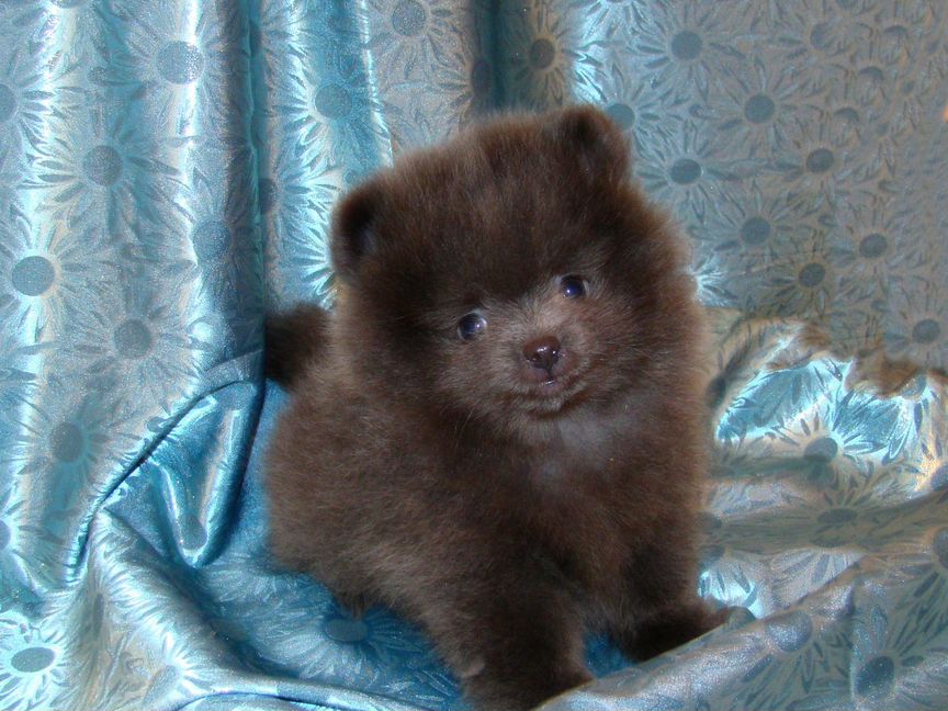 Шпиц мальчик красавчик