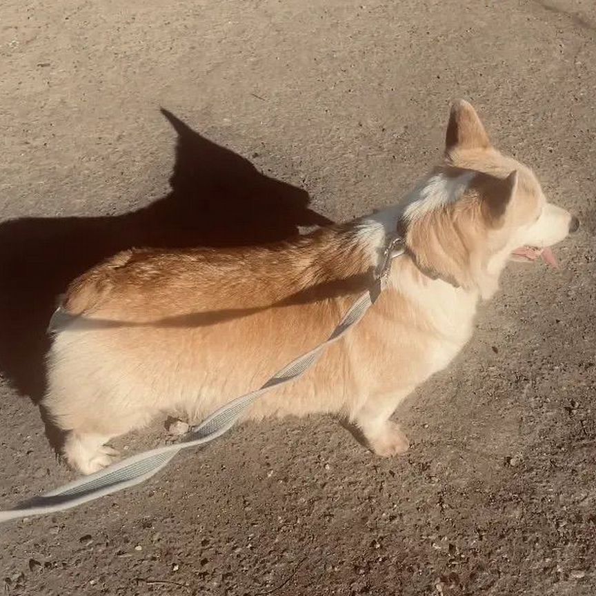 Вельш Корги Пемброк, щенок