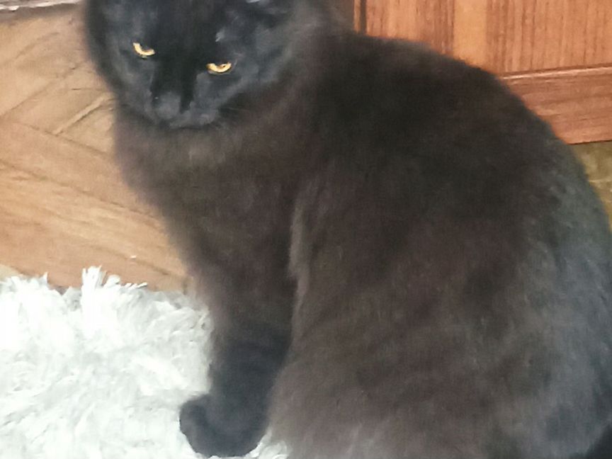 Эмиль, котенок