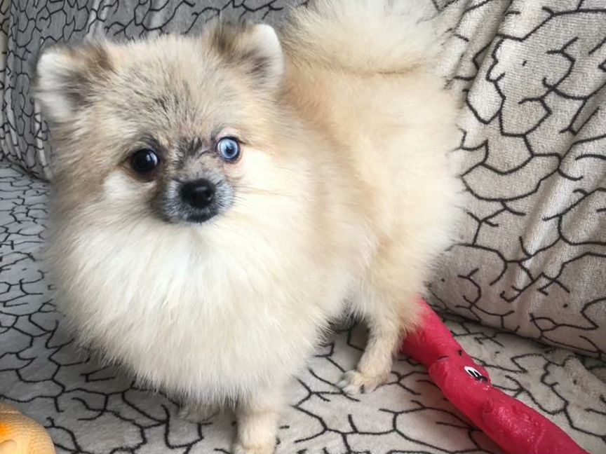 Померанский шпиц мини щенок