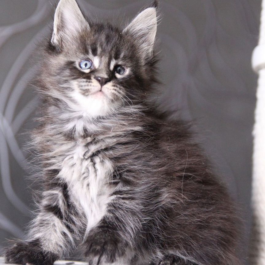 Мейн-кун котёнок