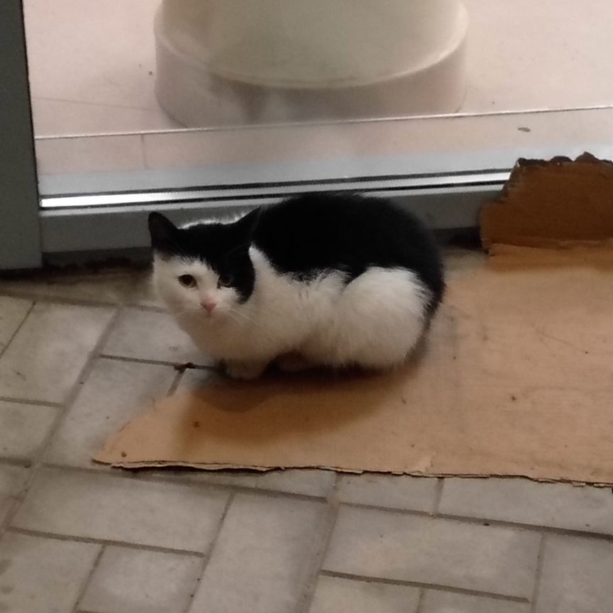 Замерзает осиротевшая кошечка