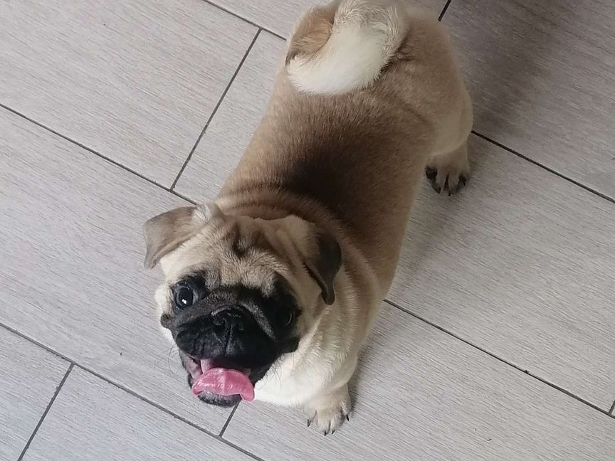Мопс