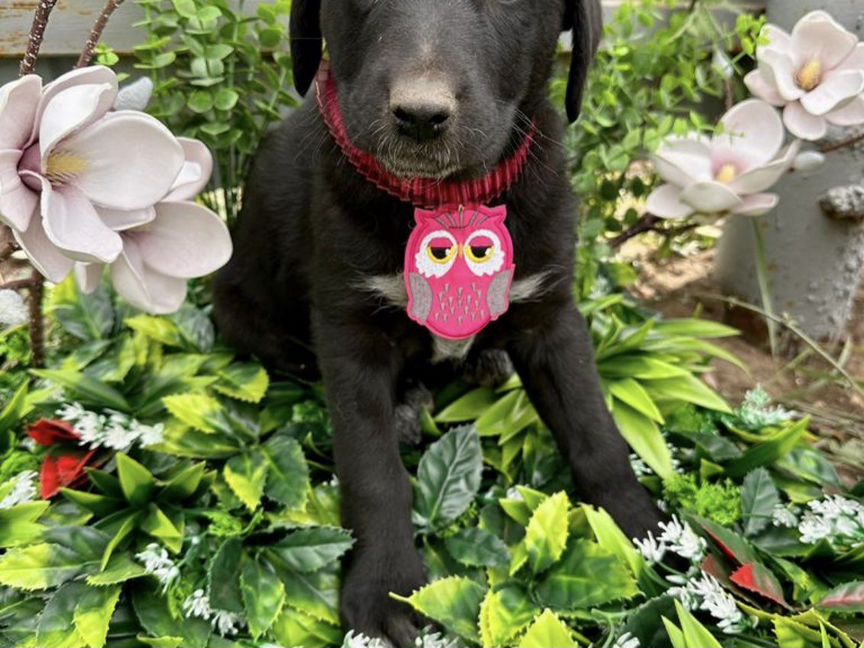 Щенок в добрые руки