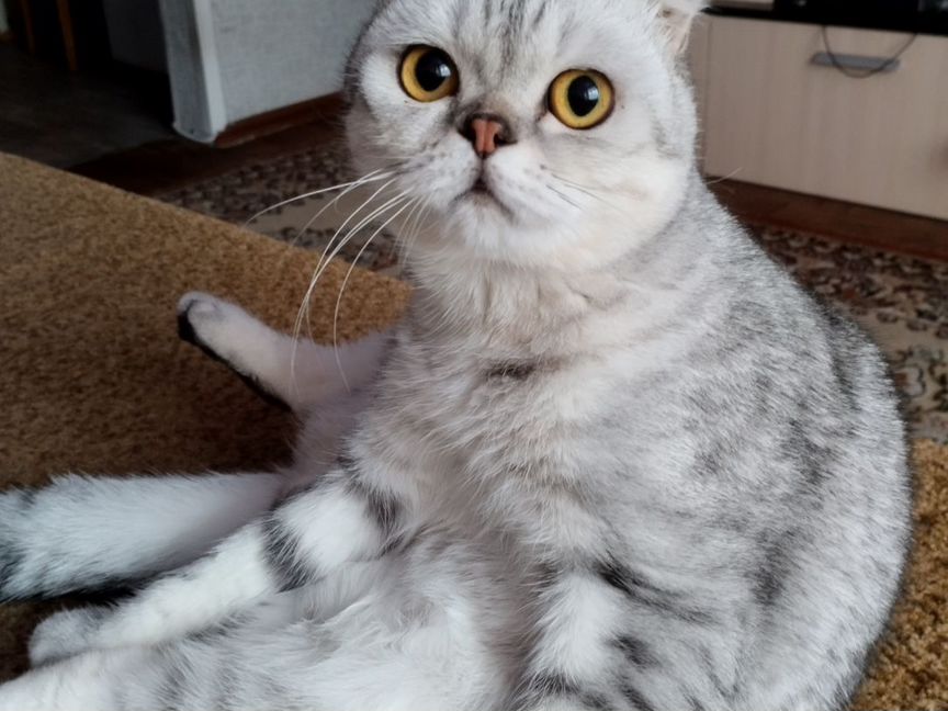 Кот на вязку