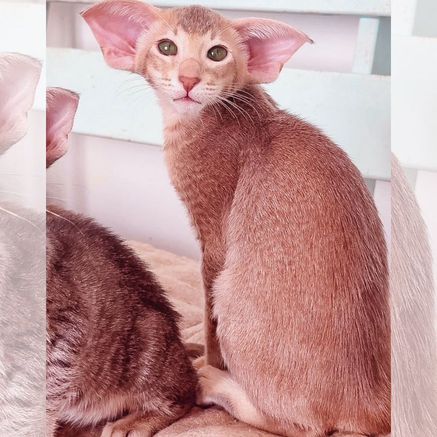 Ориентальный котёнок