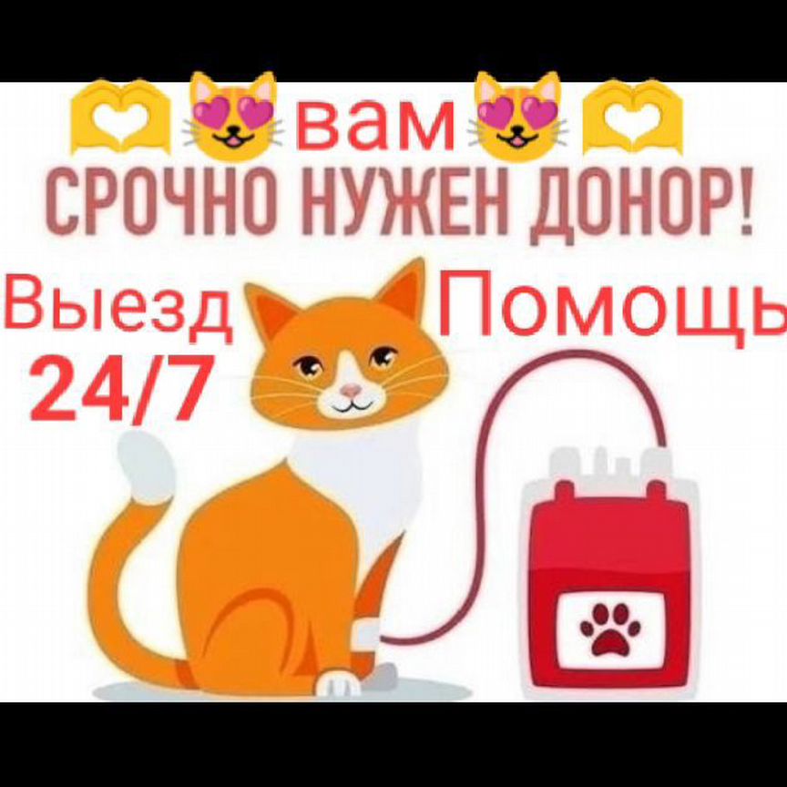 Взрослый кот от частного владельца