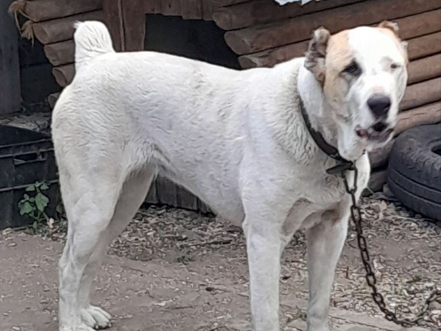 Среднеазиатская овчарка