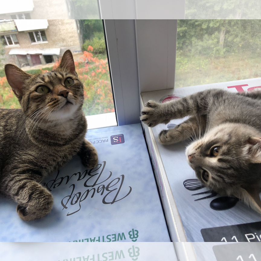 Котиковская семья ищет дом