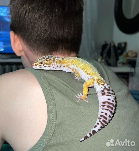 Эублефар с террариумом