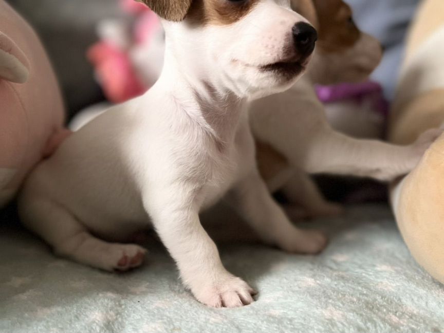 Джек Рассел терьер