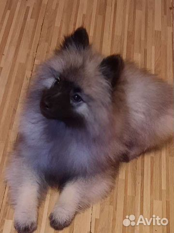 Кеесхонд вольфшпиц