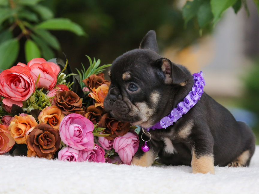 Французский бульдог (какао,лиловые,крем)