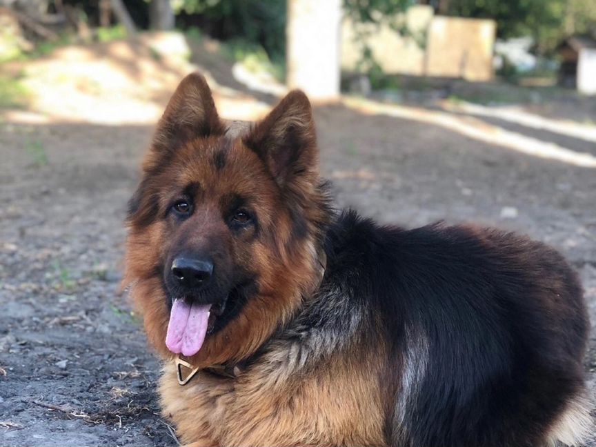 Немецкая овчарка