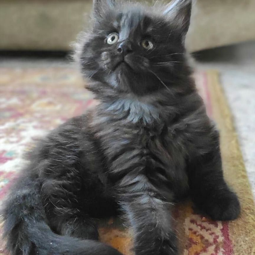 Котята мейн-кун