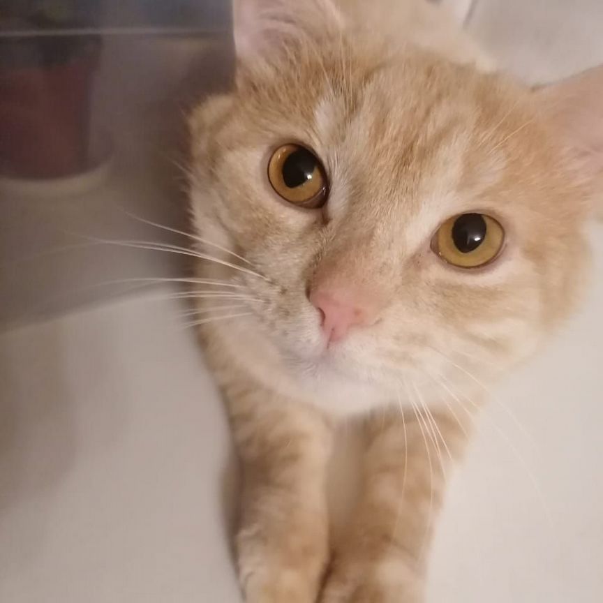 Кот крупненький