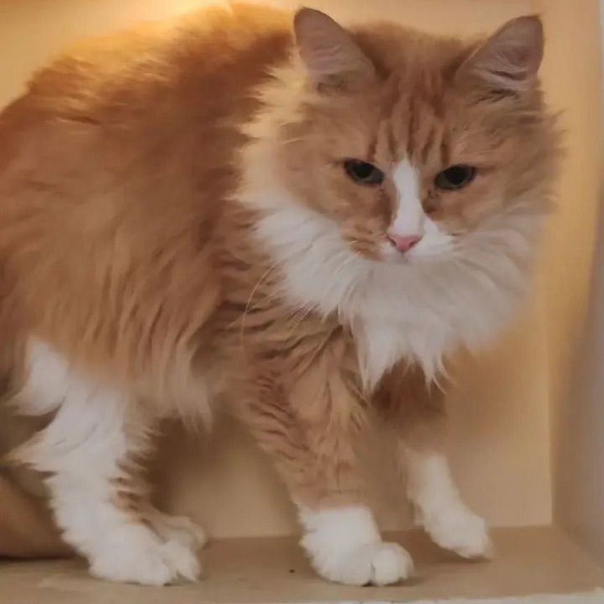 Взрослая, кошка в добрые руки