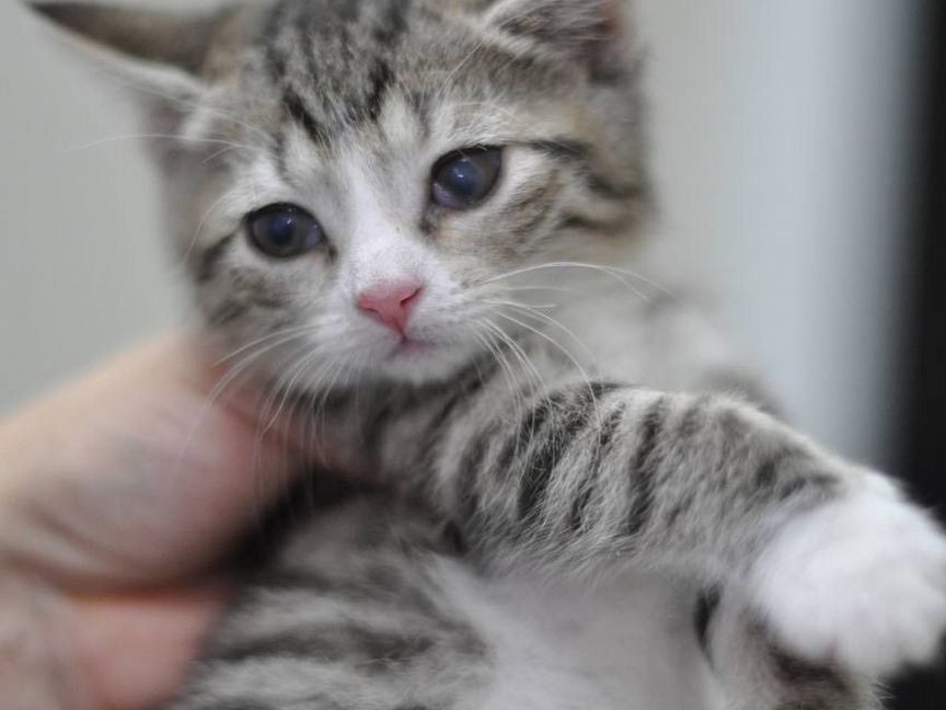 Котенок 1,5 месяца