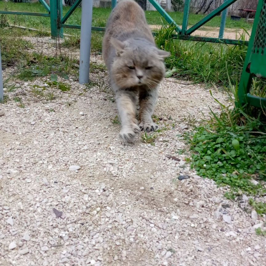 Котик помесь шотланского