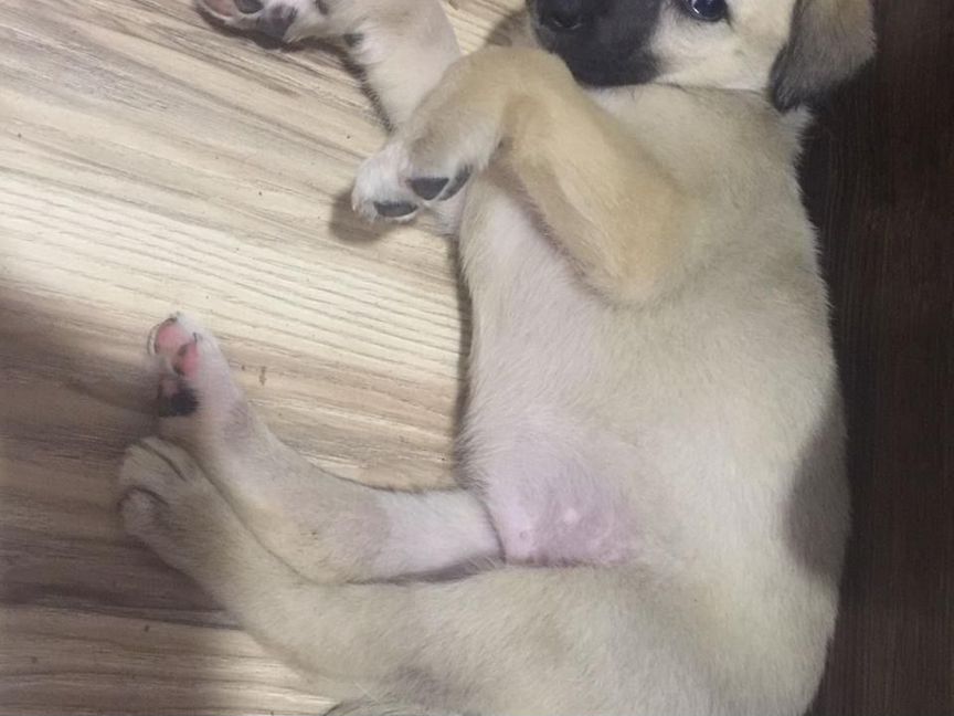 Щенки бесплатно