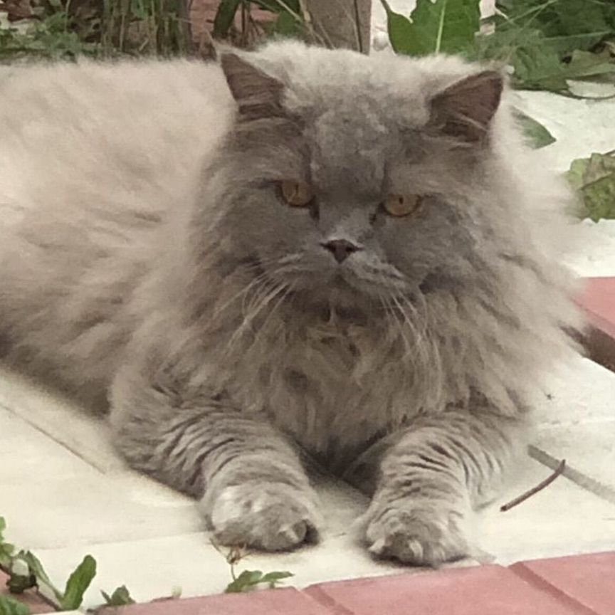 Шотландский кот на вязку