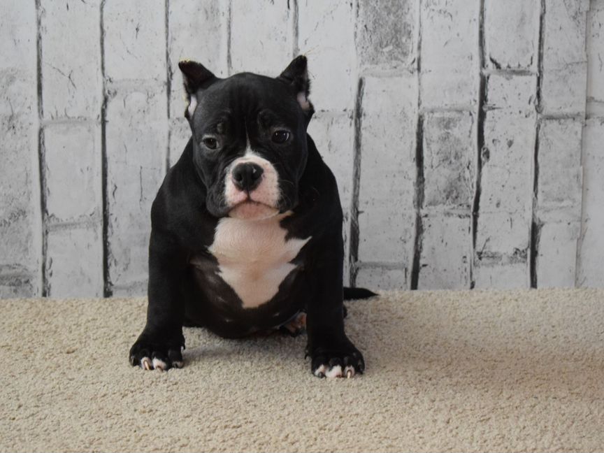 Чёрный Амбулли кобель