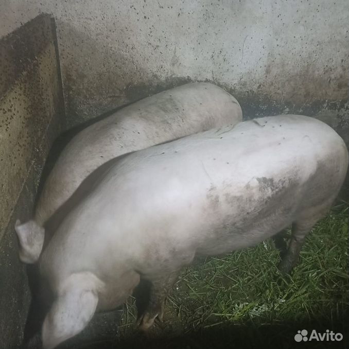 Свиньи на мясо