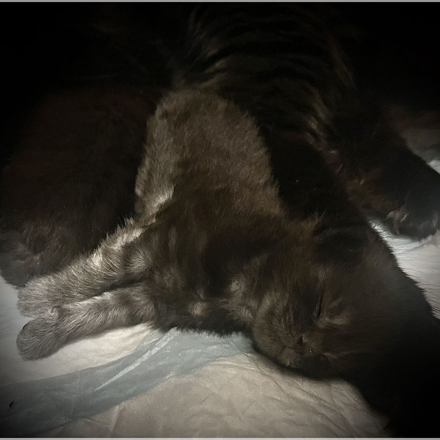 Мейн-кун котёнок