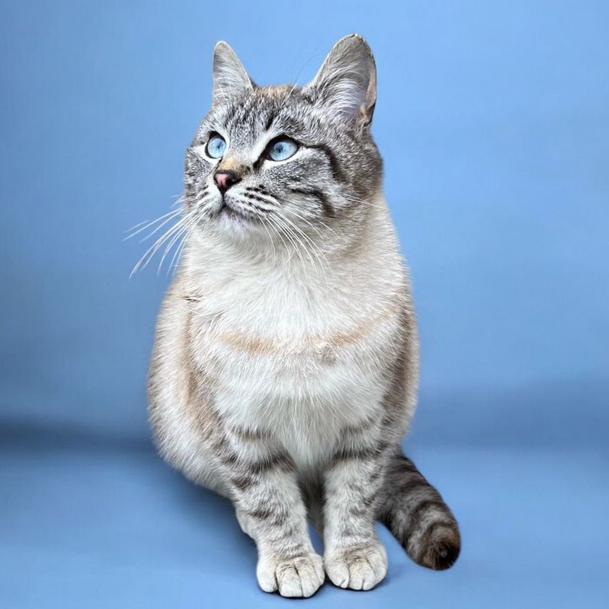 Кастрированный кот