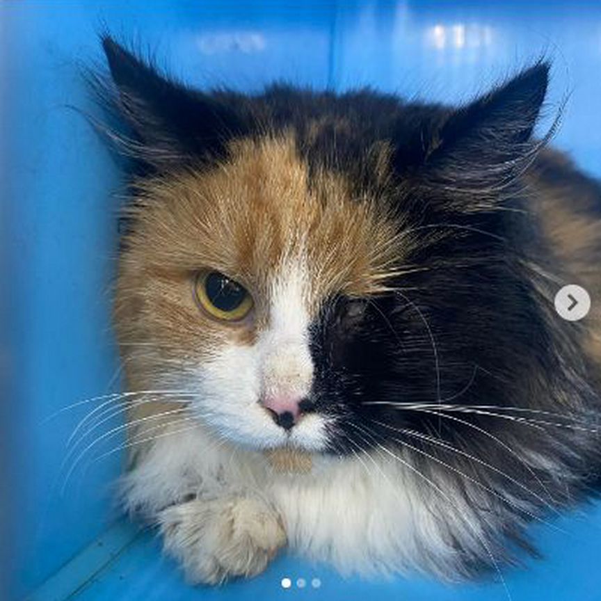 Кошечка Гуава в хорошие руки