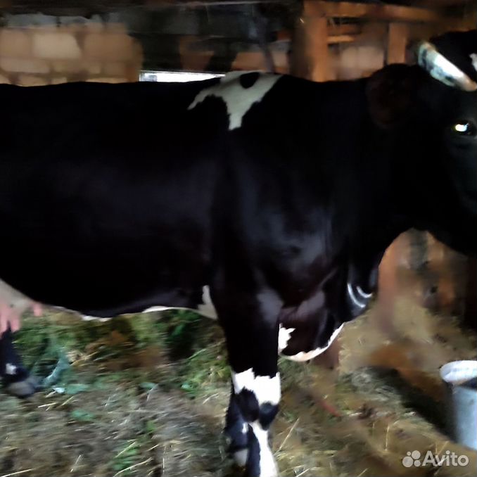 Сельхоз животные