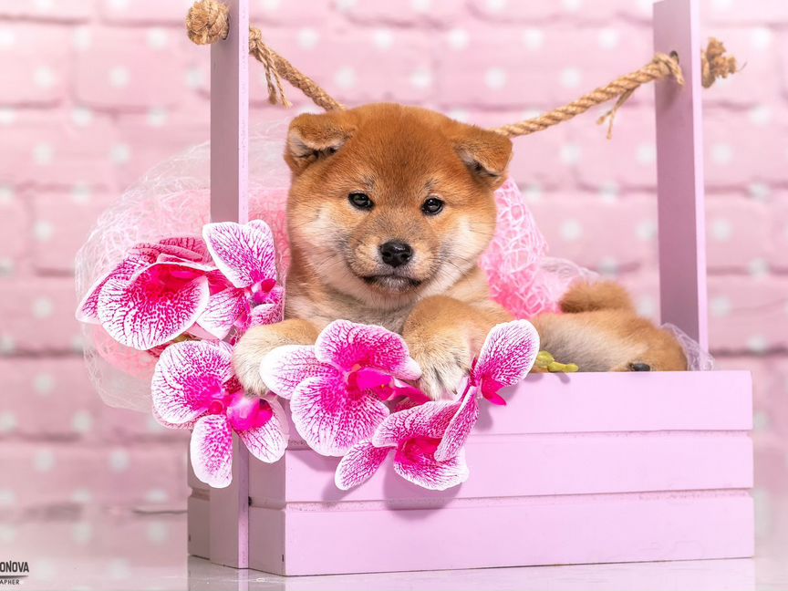 Сиба ину щенки 2 месяца