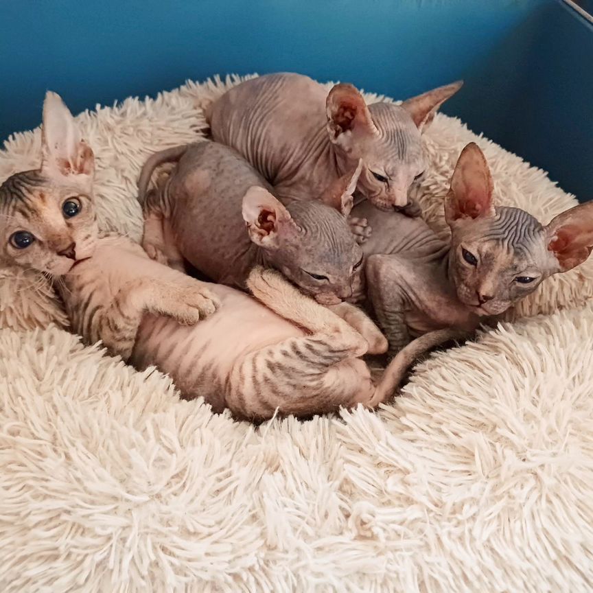 Котята сфинкс