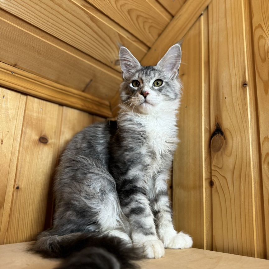 Котенок Мейн-кун серебро с белым