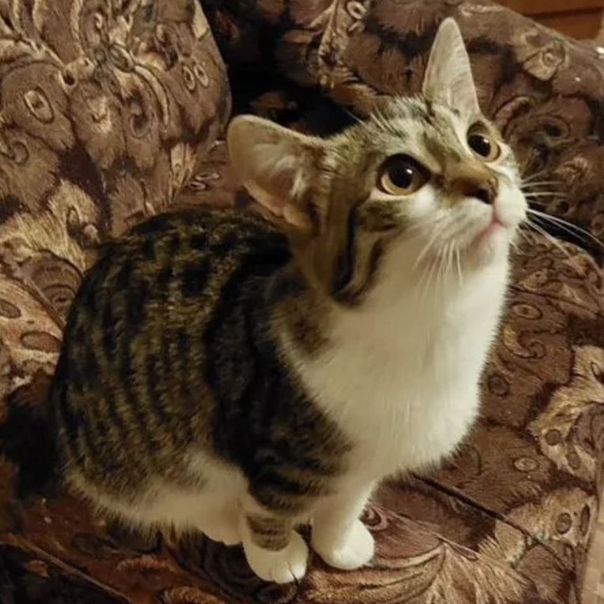 Котёнок в добрые руки