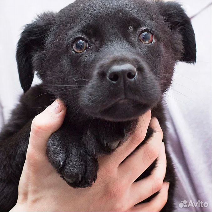 Щенок Арчи. Некуда идти. в дар