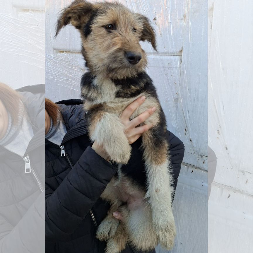 Щенок в добрые руки