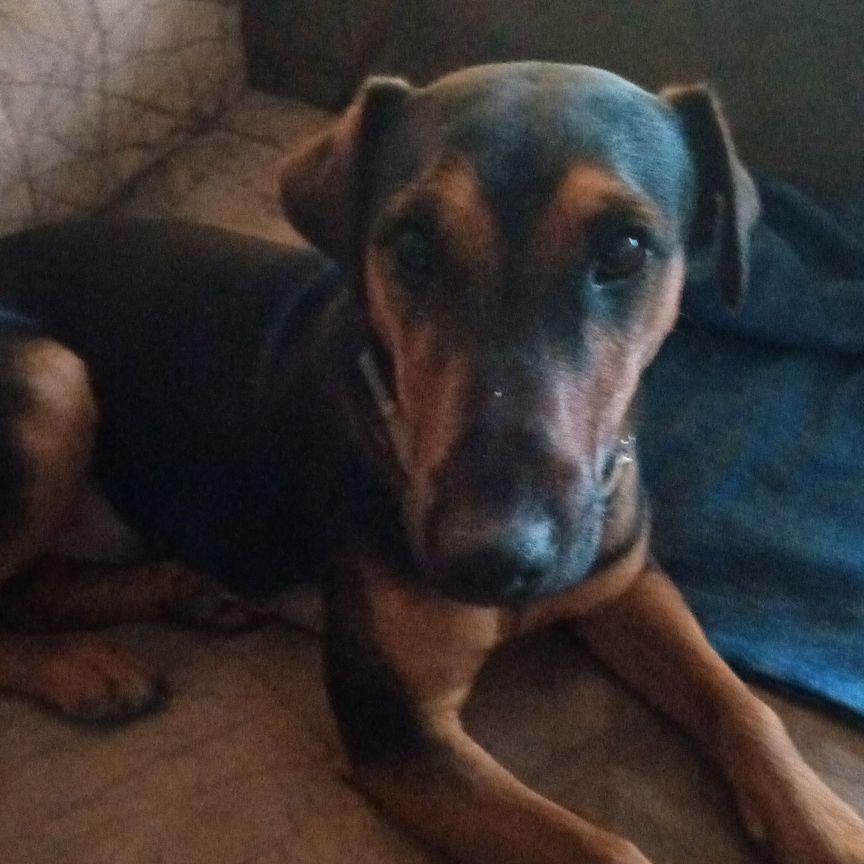 Домашние животные собаки ищем подругу