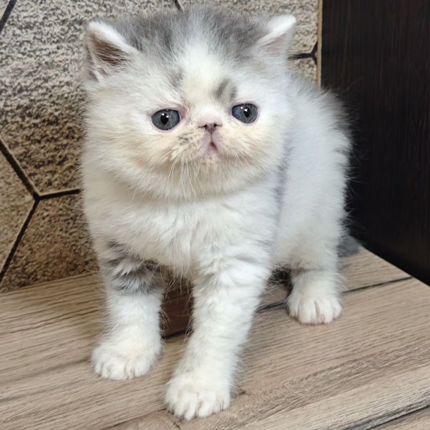Экзотический короткошёрстный котёнок