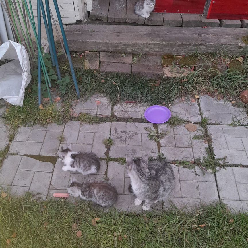 Котята в добрые руки