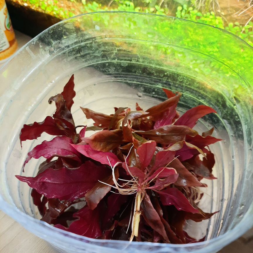 Растения после прополки