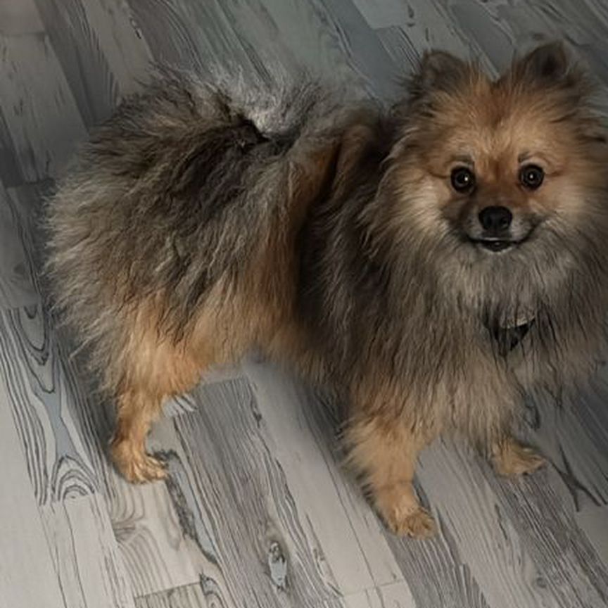 Немецкий шпиц, щенок