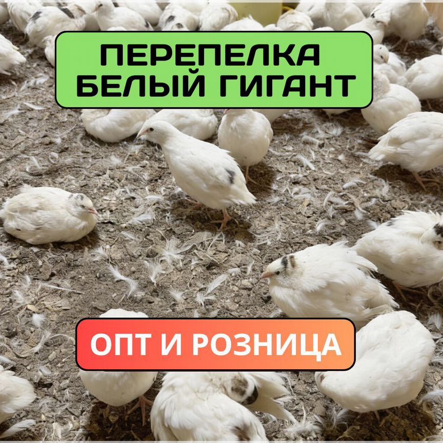 Цыплята перепела, перепелки живые