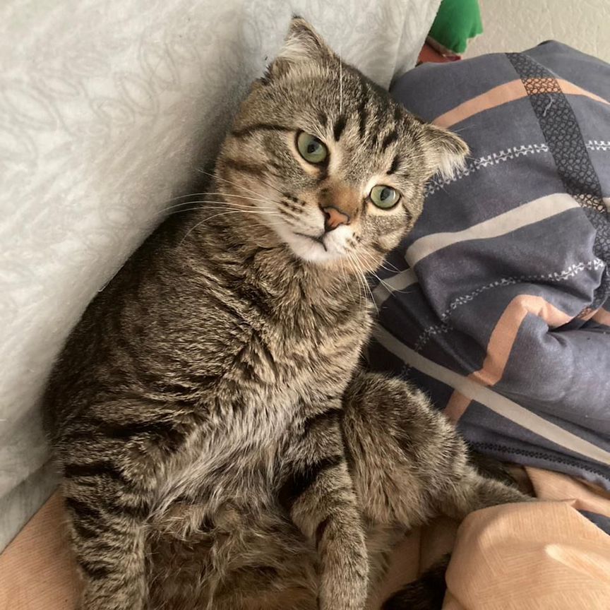 Кот