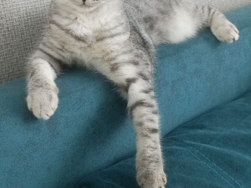 Шотландская вислоухая кошка вязка