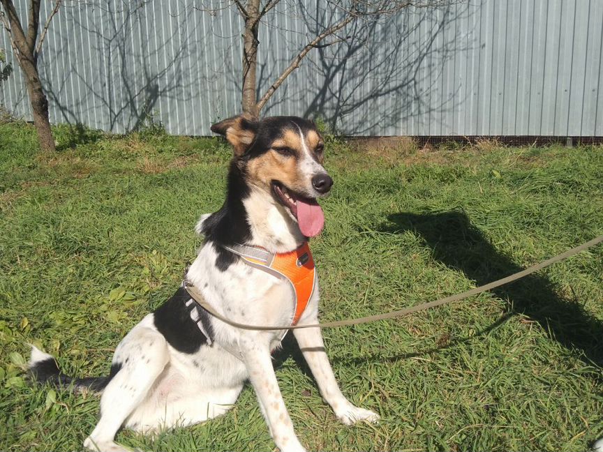 Собака в добрые руки