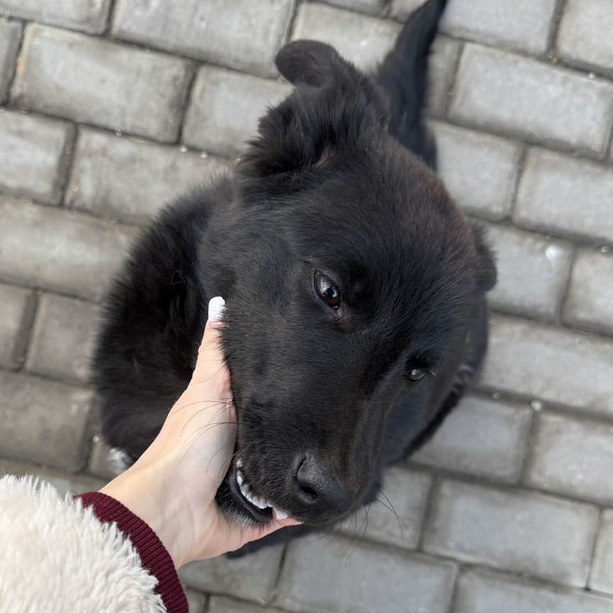 Щенок в добрые руки