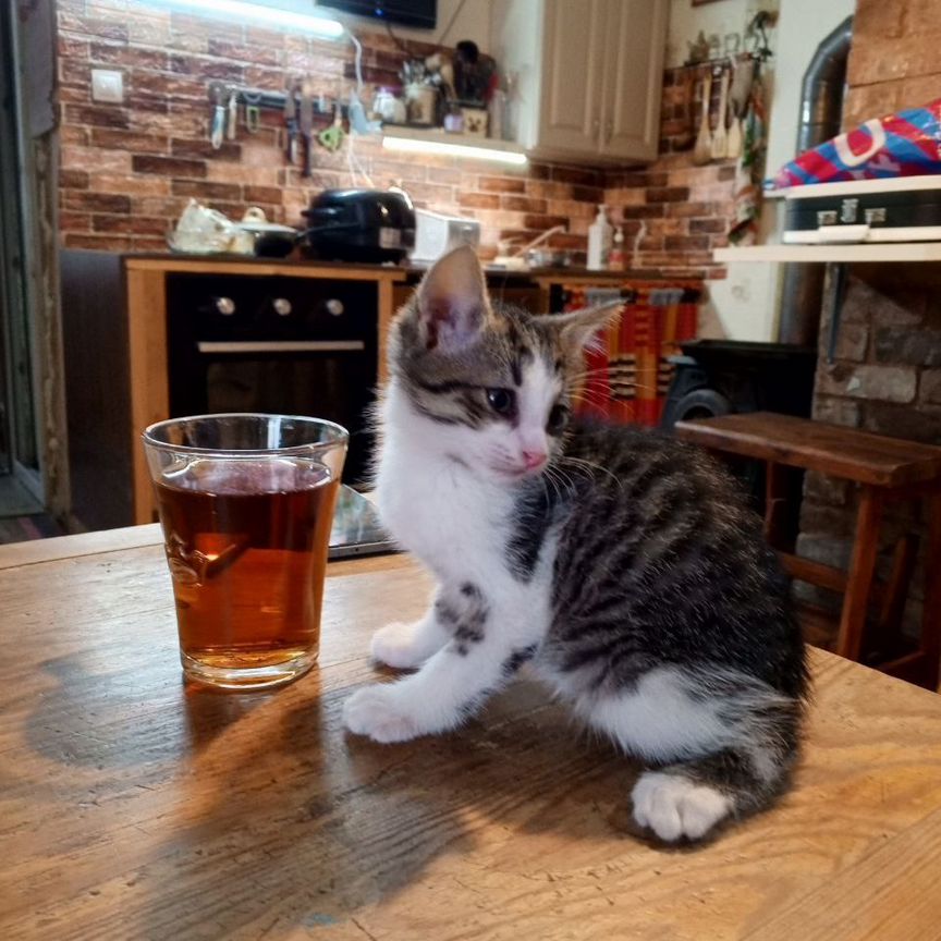 Малыши котята полосатики в добрые руки