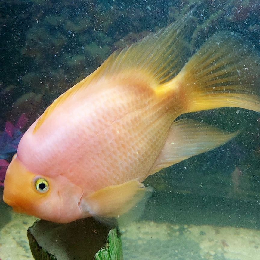 Аквариумные рыбки цихлиды