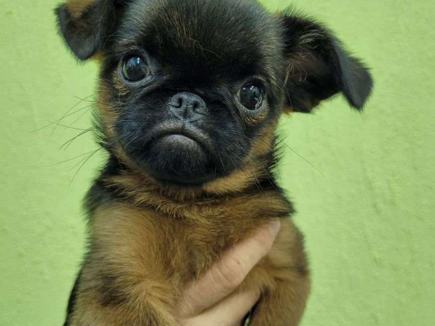 Щенки пти брабансона